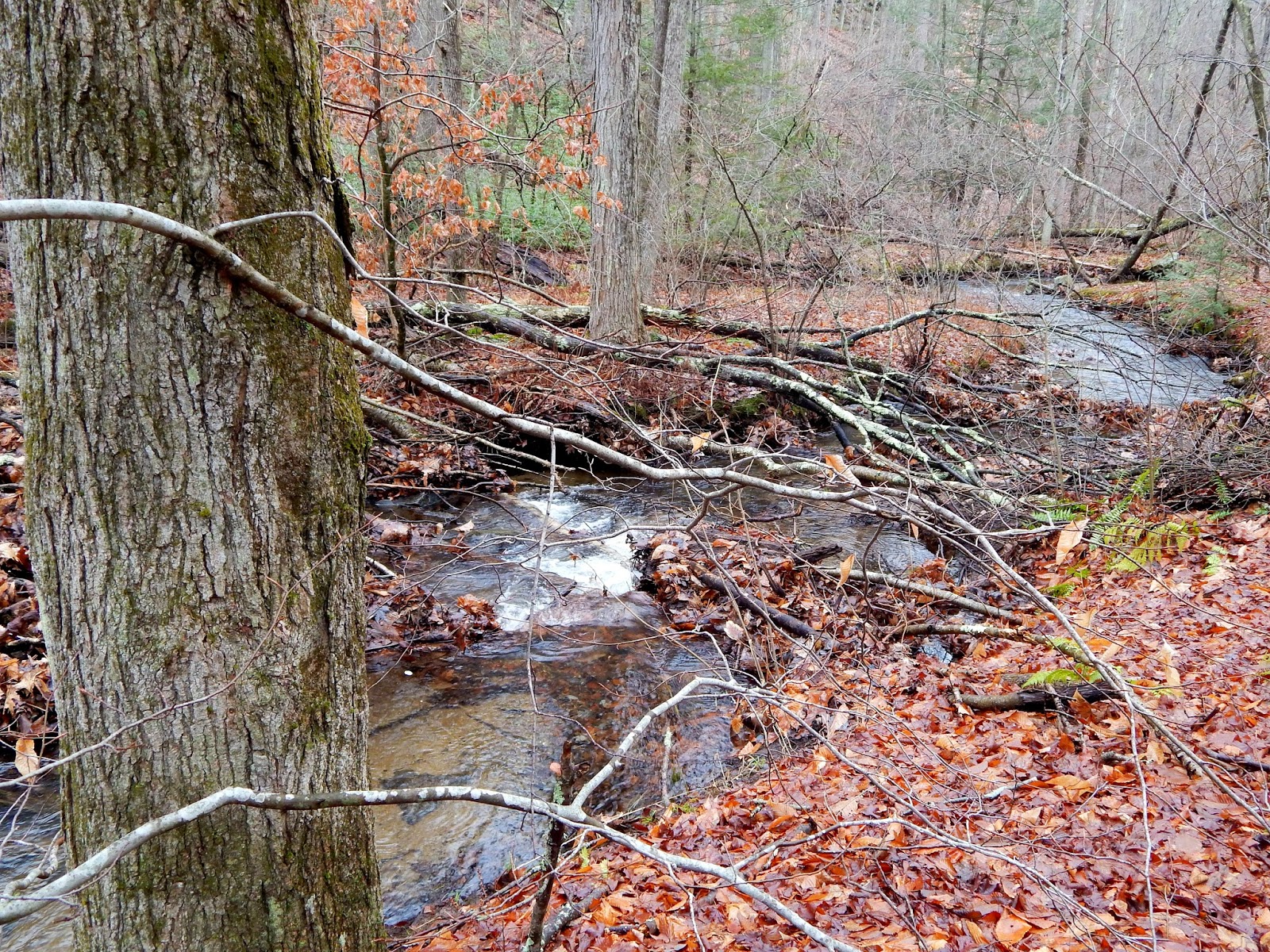 Small Stream Reflections: "Epitome"