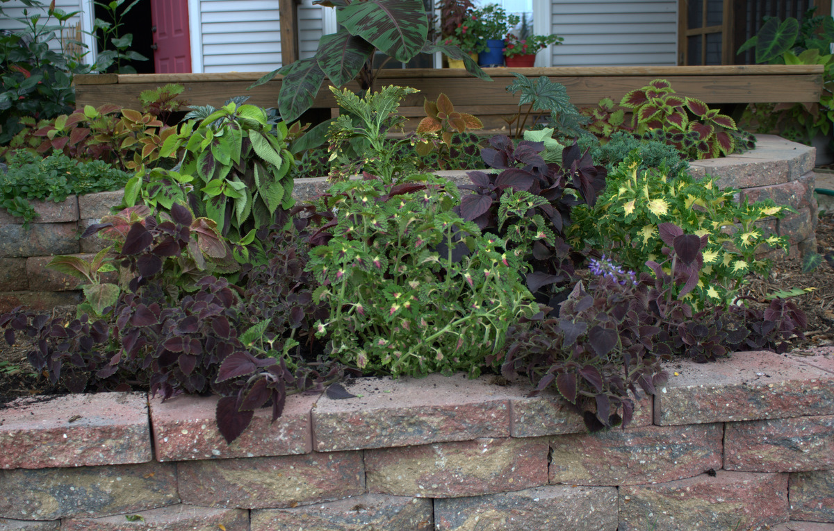 Adding Late Season Garden Color with Coleus | Garden Design Ideas