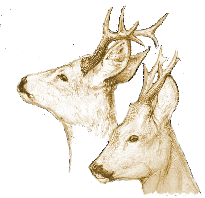 KŁ ZURAW PIECKI: HISTORIA KOŁA