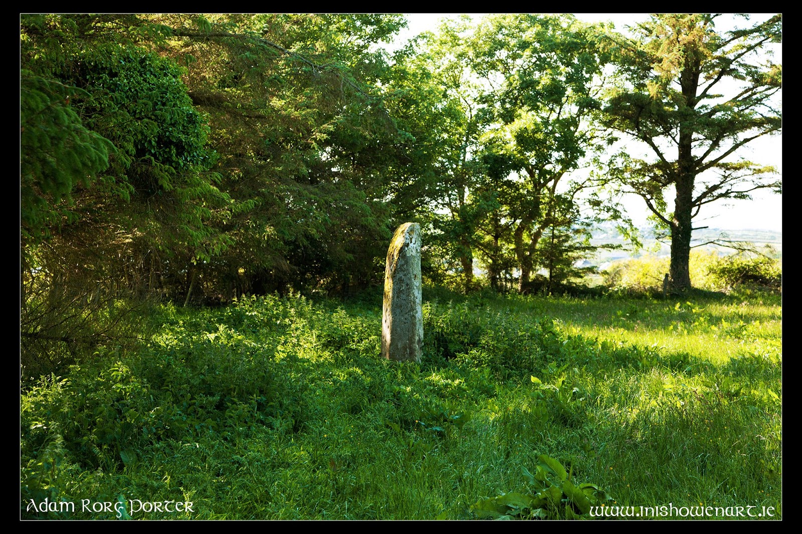 Gardening Matters: Ash Tree Dieback and Ash Tree Folklore