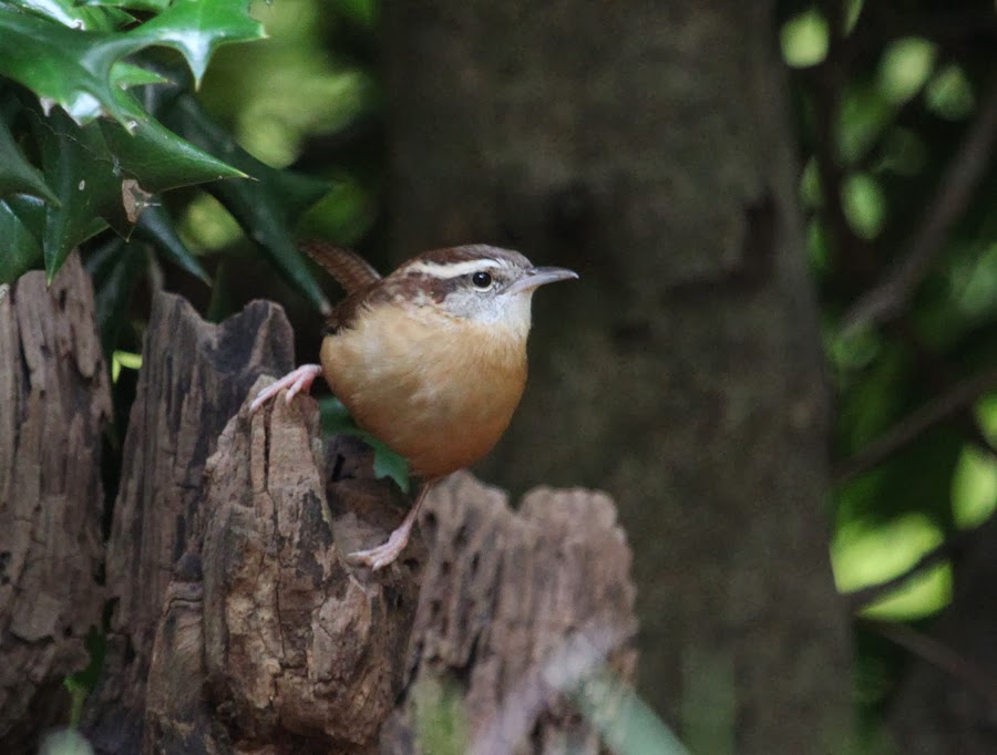 Vickie Henderson Art: A Carolina Wren's Strong Grip