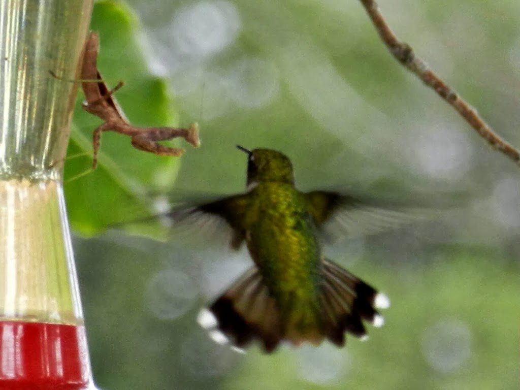 Prairie Tayles: Hummingbird Saved from Praying Mantis Ambush