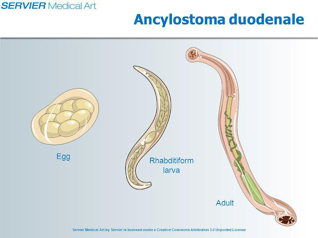 Lecture Notes in Medical Technology: Lecture #4: THE HOOKWORMS