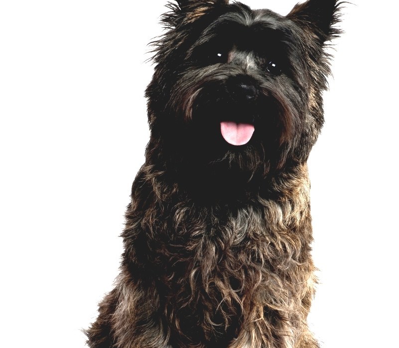 Cairn Terrier - Toto The Dog