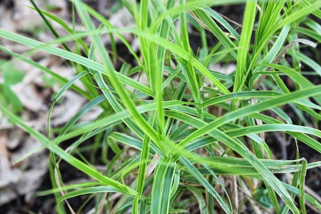 Confessions Of A Plant Geek: Variegated Palm Sedge - Carex ...