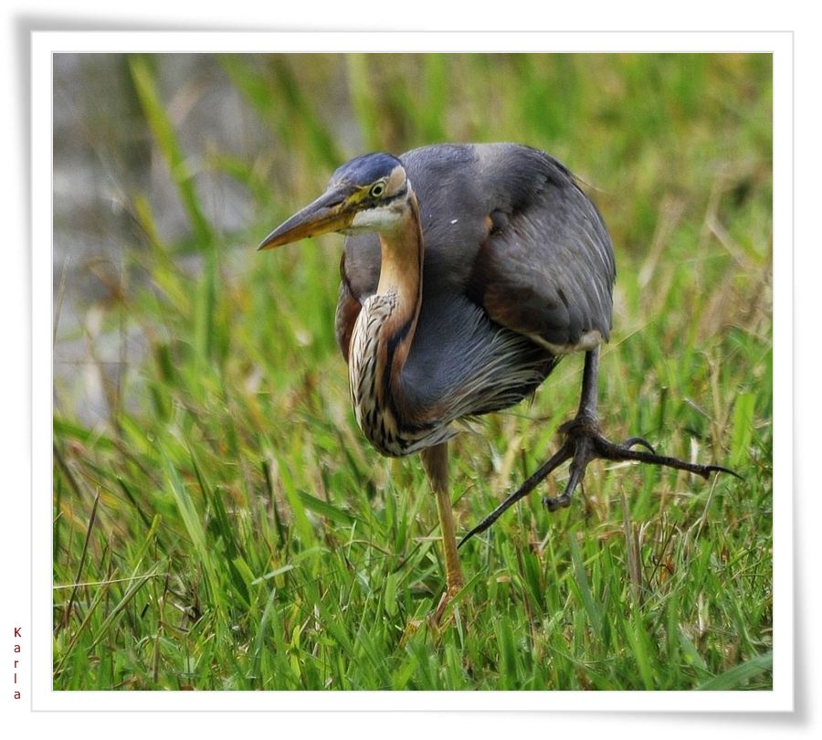 NATUURLIJK NEDERLAND: PURPER REIGER, POLDERS NEXT TOPMODEL