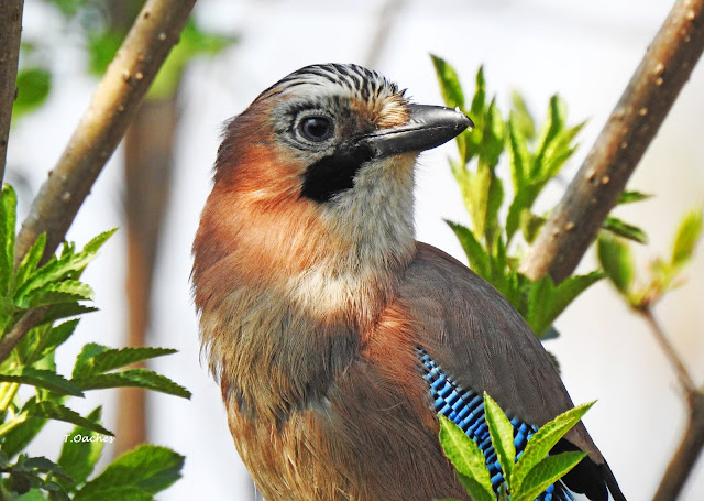 PASARI DIN ROMANIA: GAITA, Garrulus glandarius