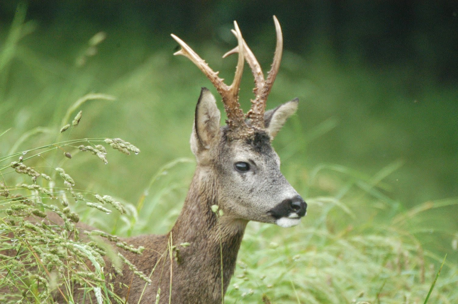 CLUB DEPORTIVO DE CAZA LA DIANA SEGORBINA: SORTEO DE LOS PRECINTOS DE ...