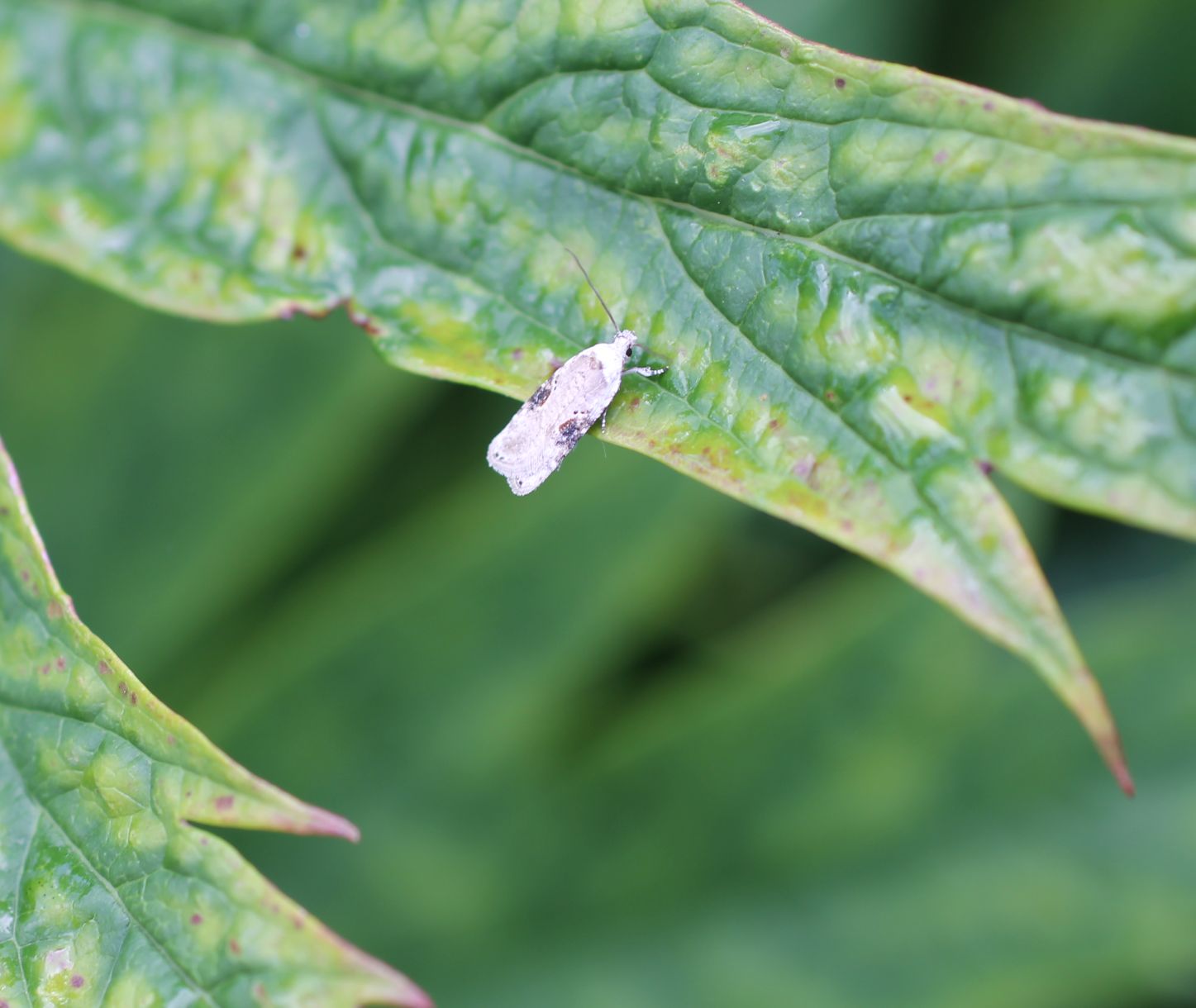 Shandy Hall Moths: 13 September 2015 - Poison Hemlock Moth
