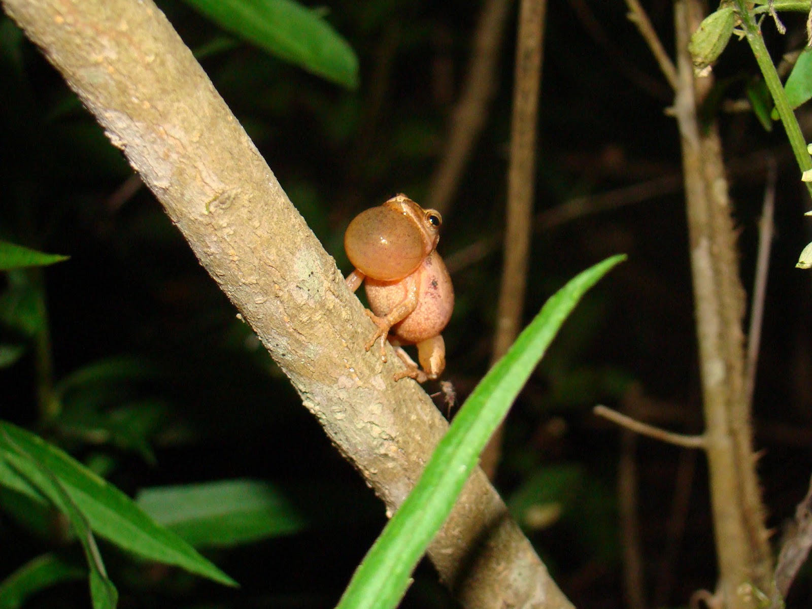 Earth and Space News: Spring Peeper Habitats: Eye-Lined, Jingling ...