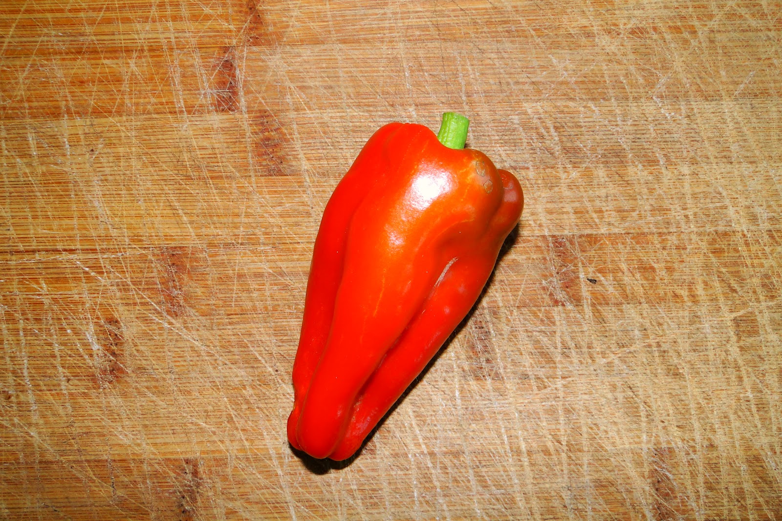 Alejandro Pepper Farm: First Pepper Harvest at Alejandro