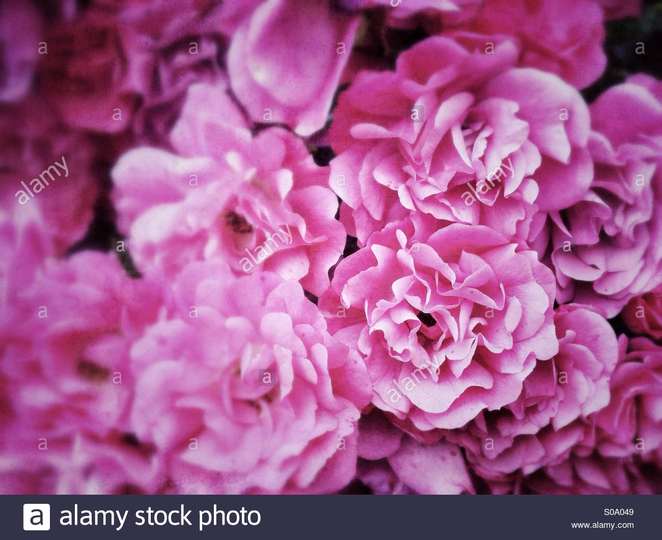 purpura: LA LEYENDA DE LA ROSA INCA.