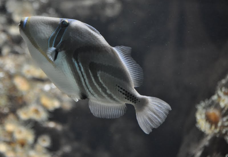 ZOOTOGRAFIANDO (6.100 ANIMALS): PEZ BALLESTA PICASSO / PICASSOFISH OR ...