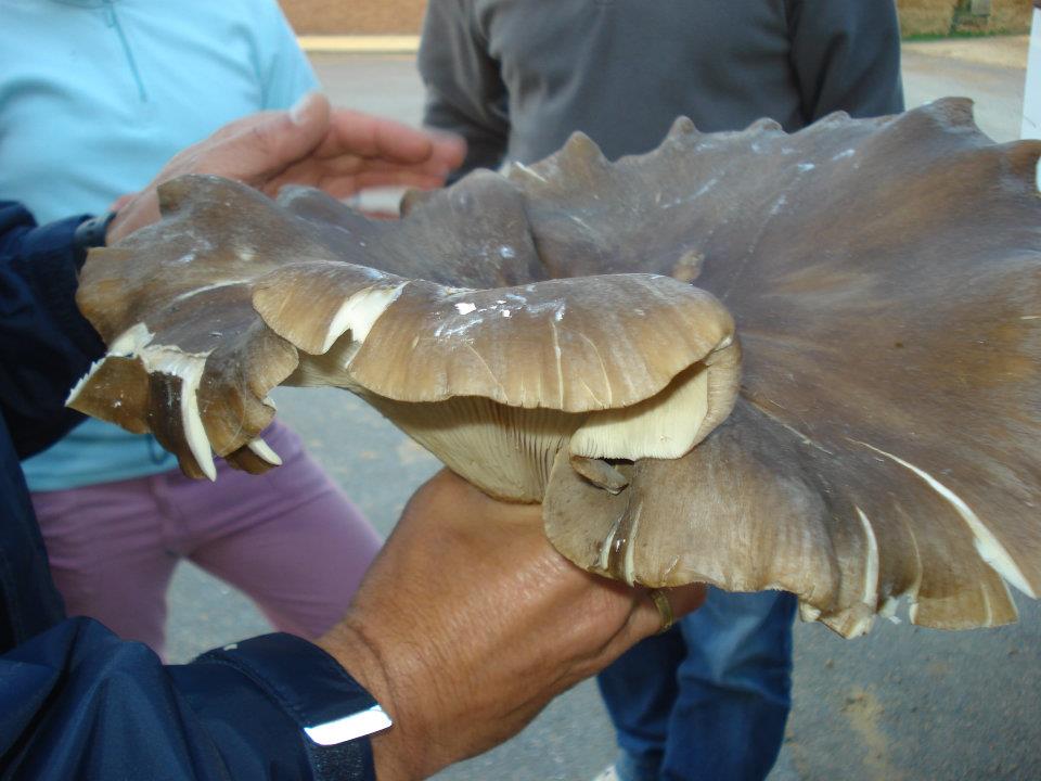 En CEA tienen una SETA DE CARDO de Record Guinness