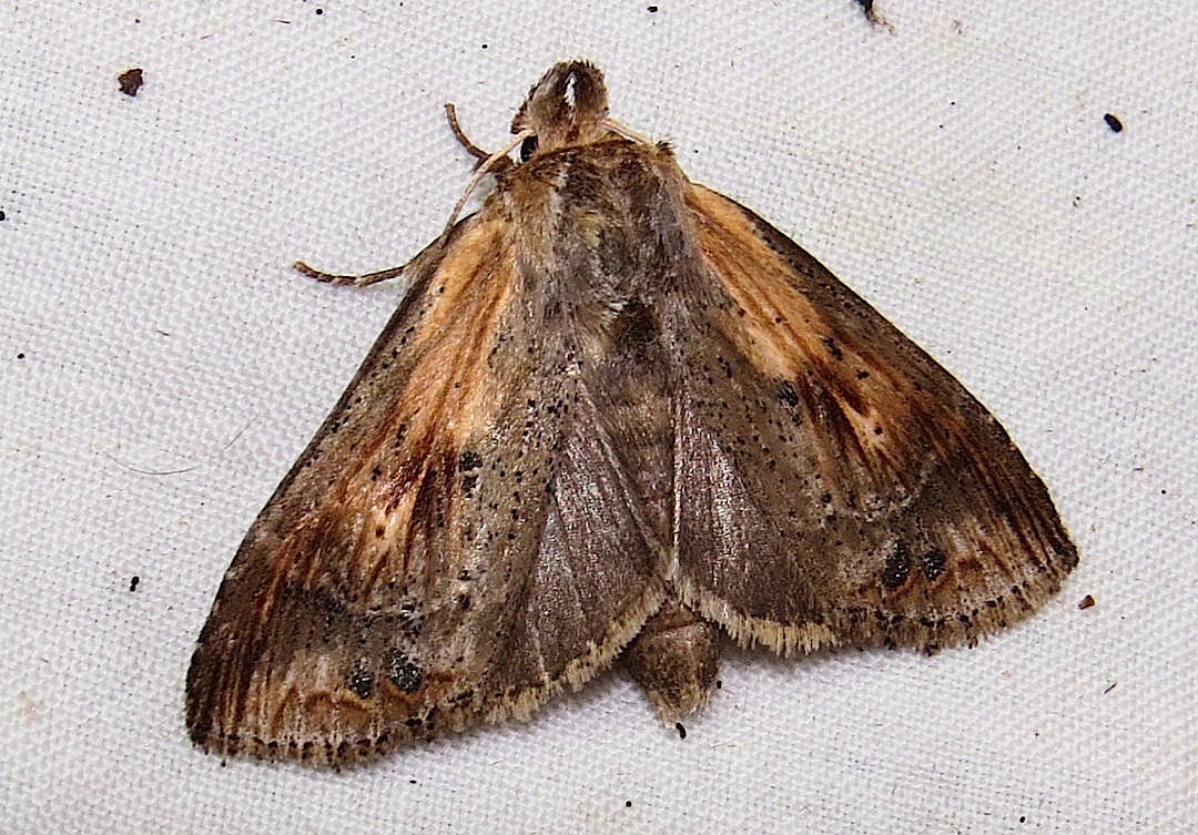 Field Biology in Southeastern Ohio: Prominent Moths of Ohio part 2