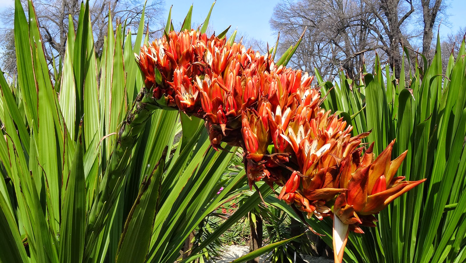 MAP: GIANT SPEAR LILIES