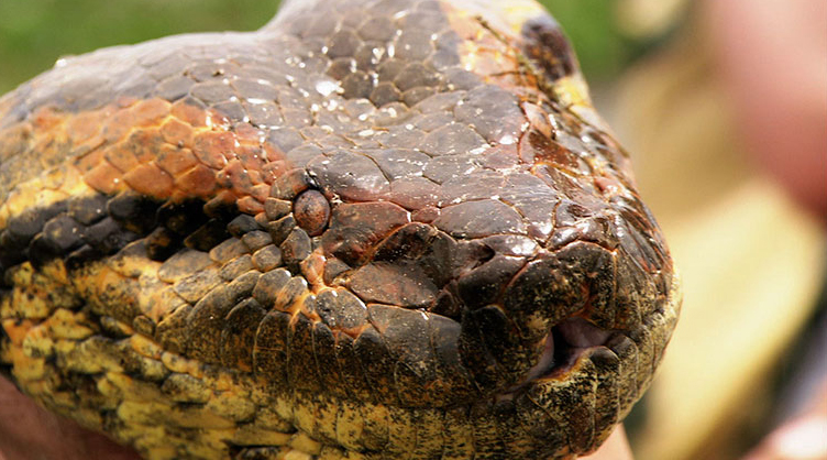 TrustMovies: Smithsonian Channel's TITANOBOA: MONSTER SNAKE arrives on ...