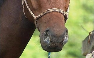 Tradição, Folclore e Cultura Gaúcha: Santa Catarina em alerta pela ...