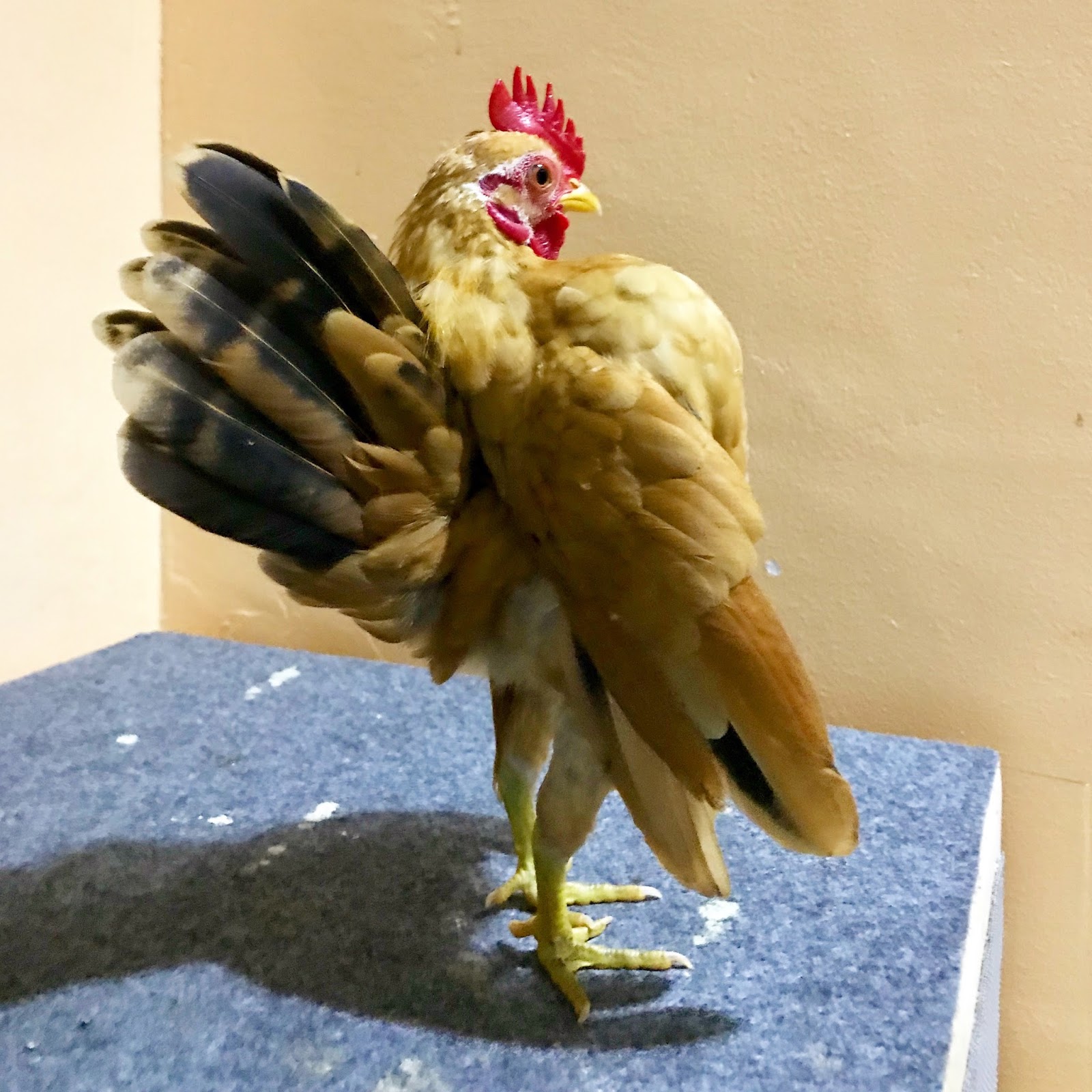 The Golden Roosters' offspring in Nilai, Malaysia (Nature King ...