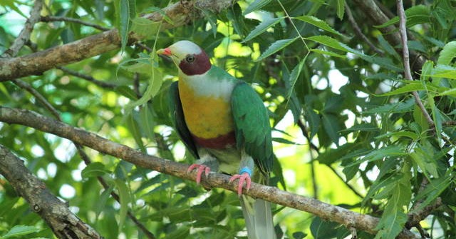 Variety of Life: Ptilinopus