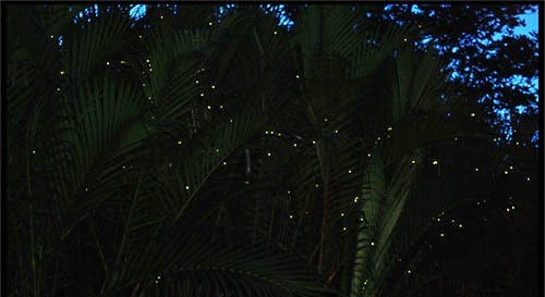 Firefly Watching in Puerto Princesa | Exotic Philippines