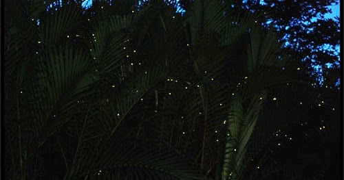 Firefly Watching in Puerto Princesa | Exotic Philippines