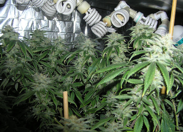 Grow Lights for Stealth and Indoor Growing! Super Powerful Grow Lights ...