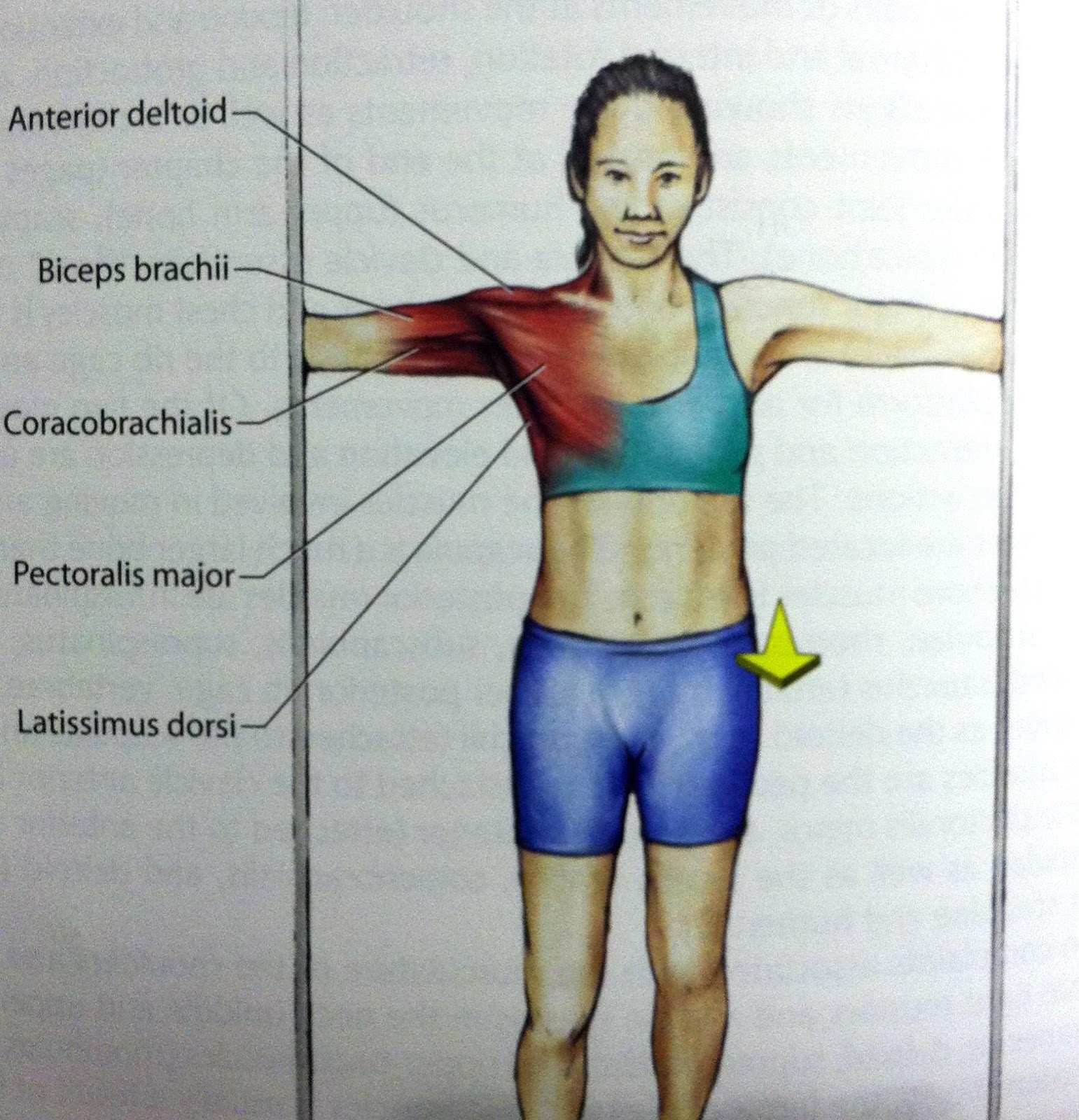 Door Chest Stretch at Valeria Sturm blog