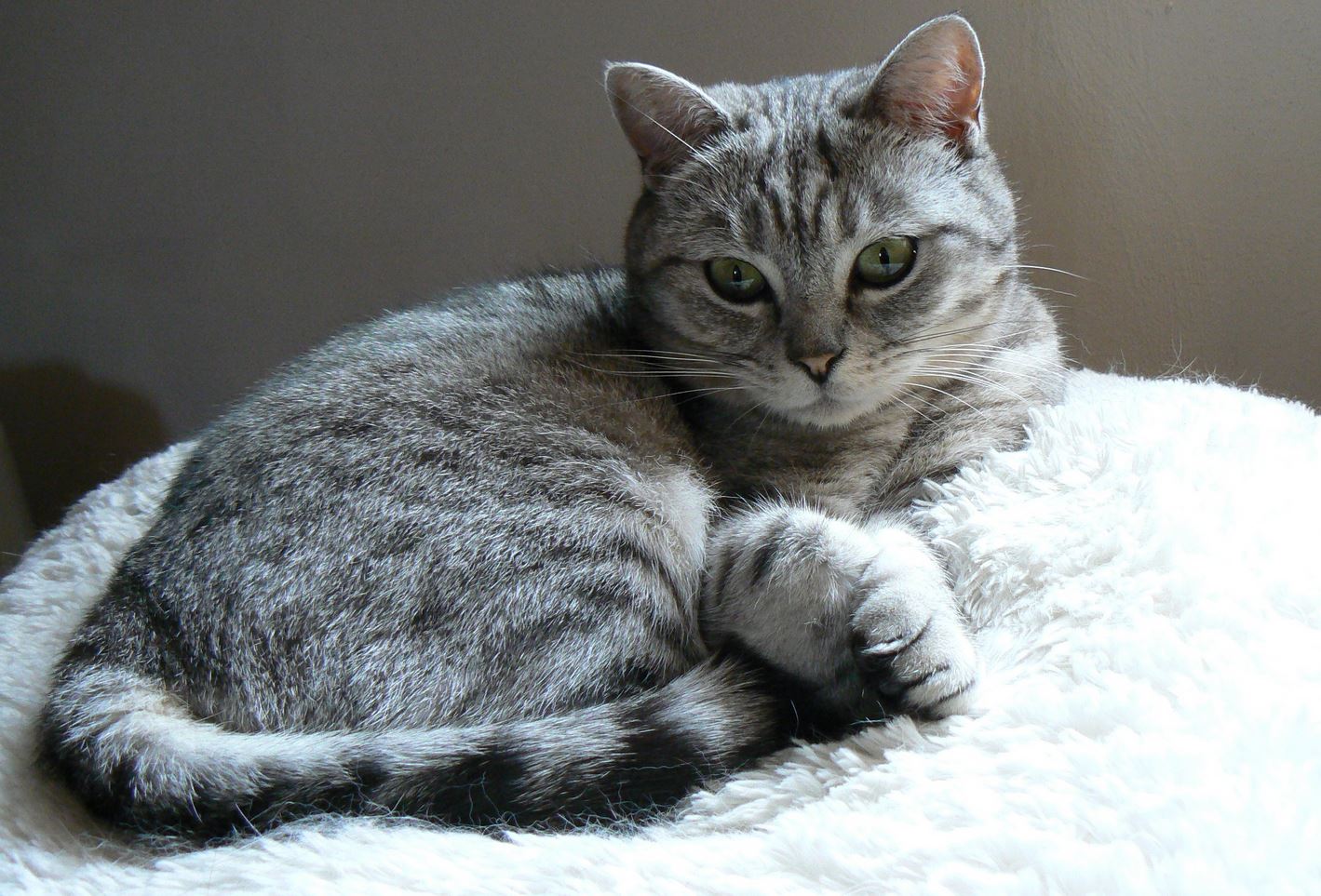 Kissakuvia: Kissa kuvahaku