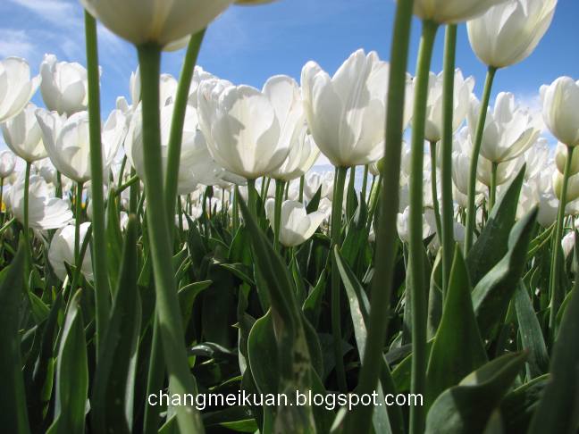 life...: Tasmania trip (Day 2 Story 2) More tulips...