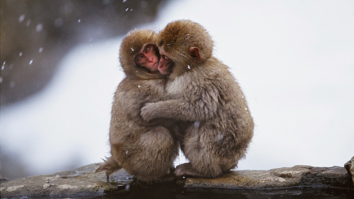 Animals Hugging HD Wallpapers (14 Cute Animals Hugs Pictures, Images)