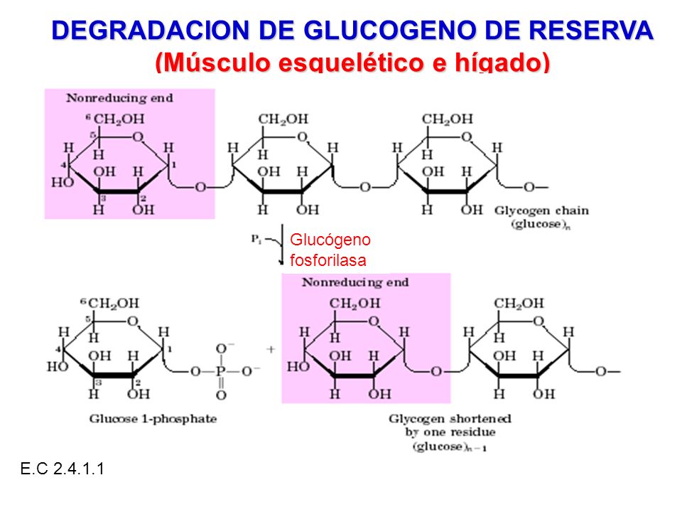 BIOQUÍMICA DE LOS ALIMENTOS: HIDRATOS DE CARBONO