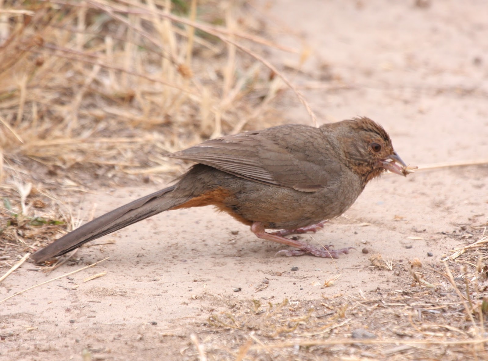 Such-n-Such Bird Blog: California Wanderings, Part 3: Santa Barbara