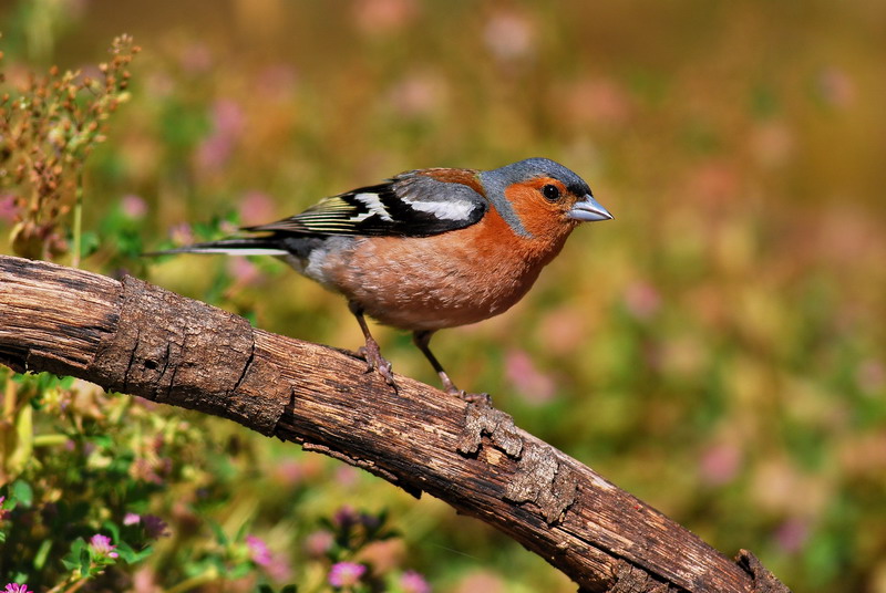 AVES SILVESTRES: PINZON VULGAR