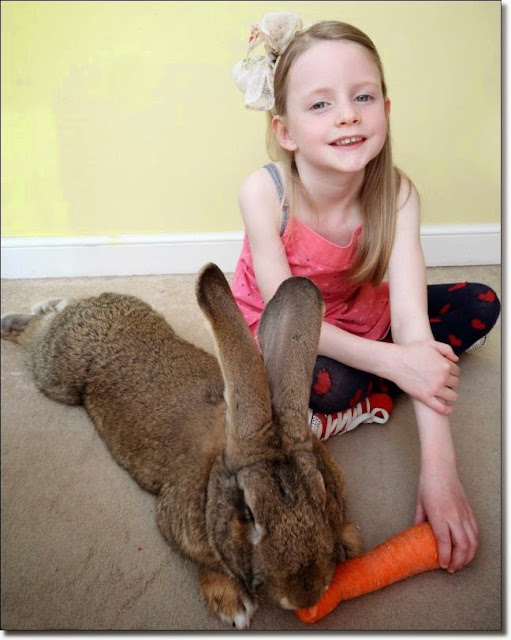 The Pet Tree House - Where Pets Are Family Too : Meet Darius, the ...