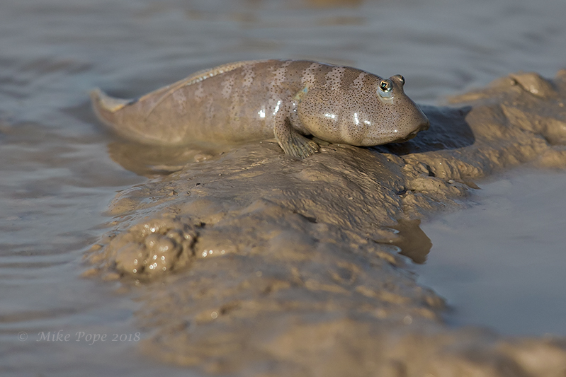 Kuwait Birding: Boubyan and Warba Island