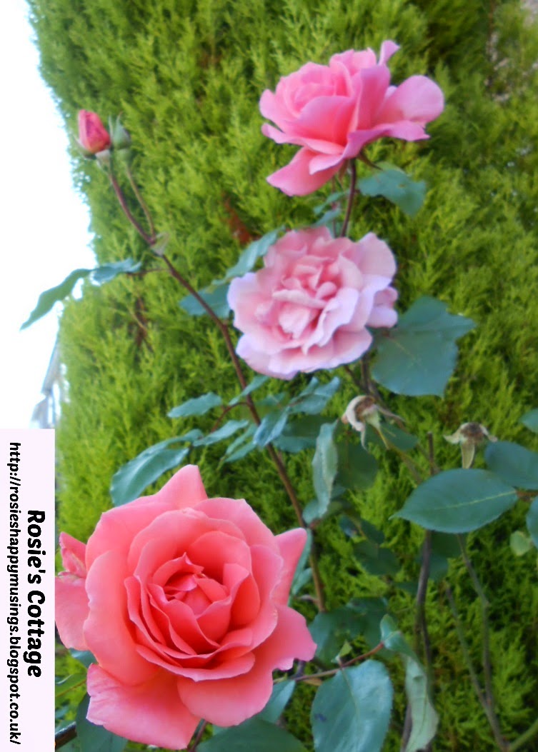 Rosie's Cottage: Rosie's Rose Garden In Bloom & Free Printables!