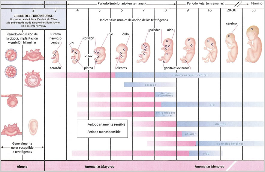 CONSECUENCIAS A NIVEL BIOLÓGICO DE LA TALIDOMIDA: FARMACOLOGÍA
