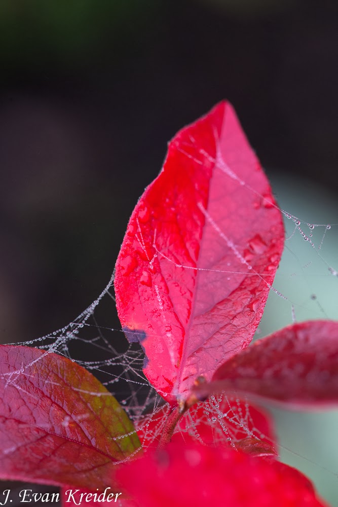 Kreider's Korner Photographs: October Leaves and Spider Webs