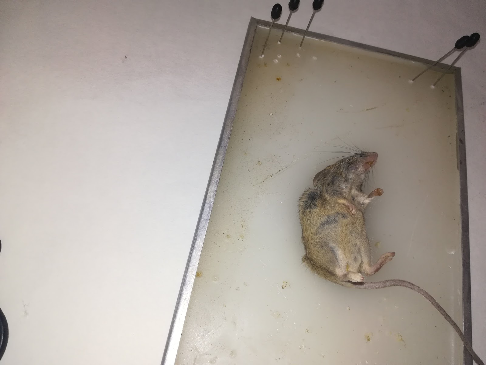 Disección de un ratón