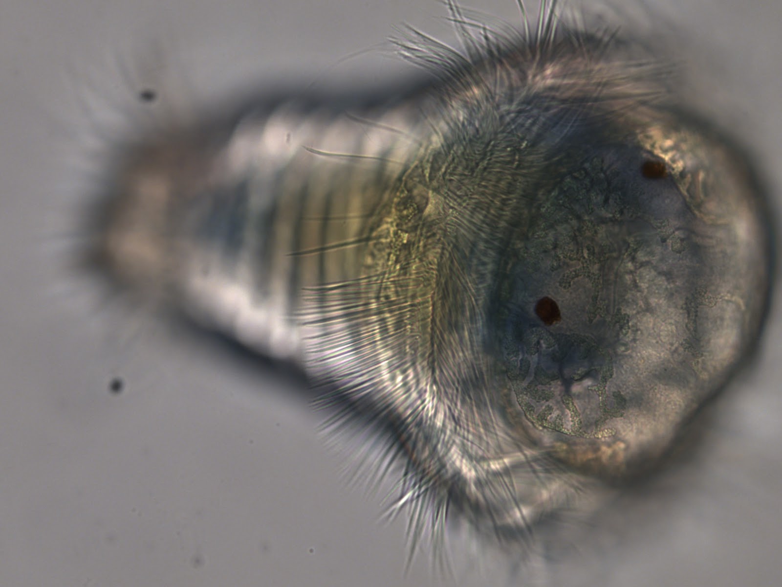Invertebrate Embryology: Planktonic larvae of the polychaetes Nephtys ...