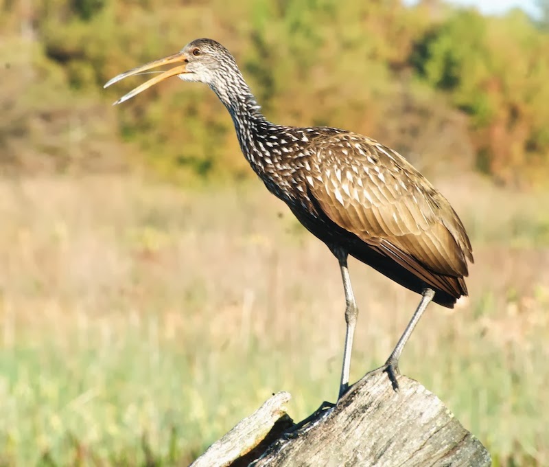 A Wandering Naturalist: Florida: Limpkins and the Like
