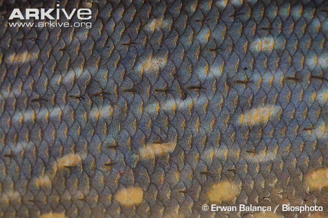 My Life: Mengenal Anatomi Ikan...:-p