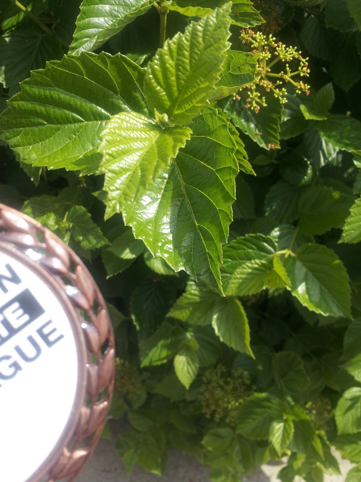 AP BIO Summer Assignments: Cuticle Layer of a Plant