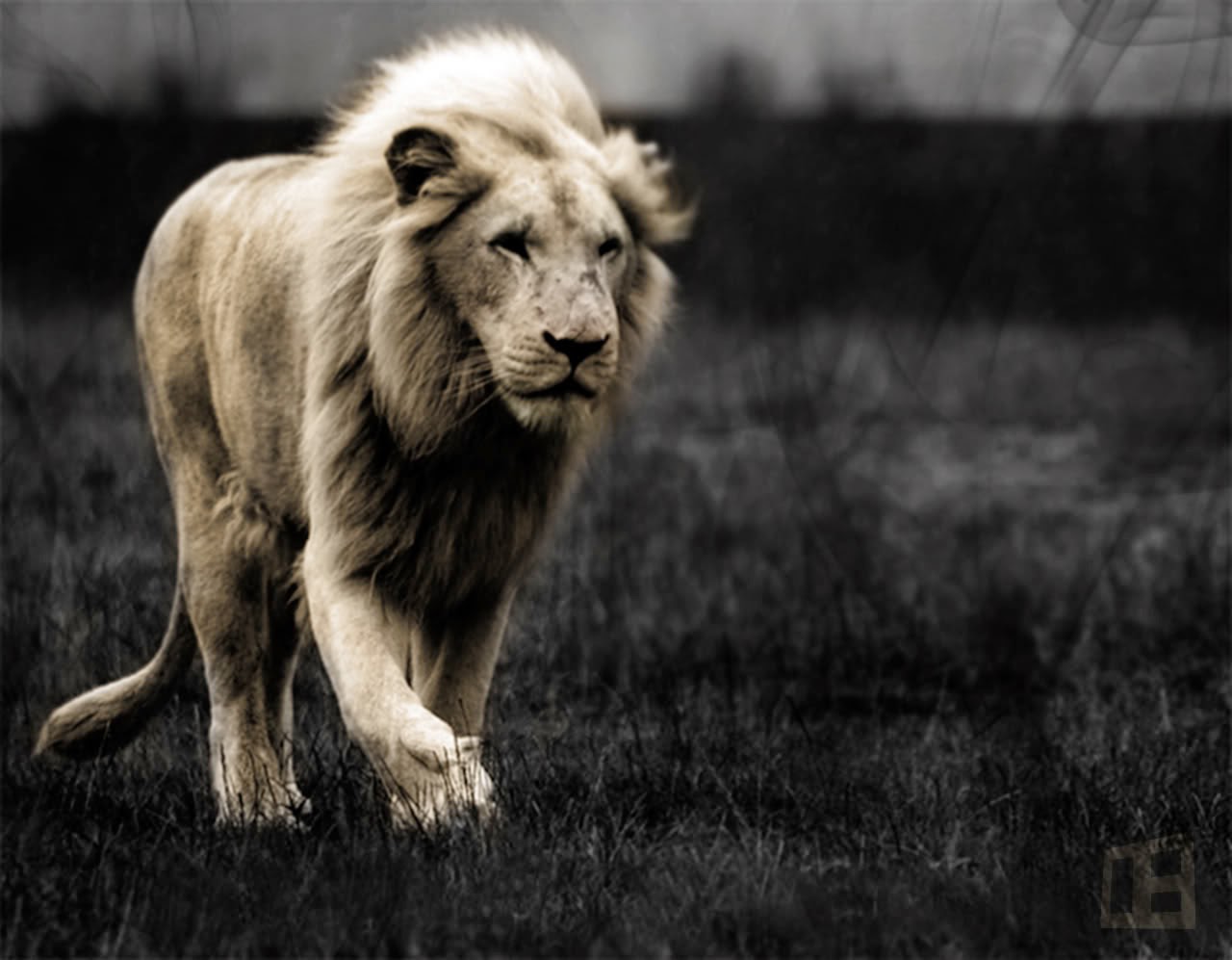 Loin Wallpaper images pictures Hd-wallpaper loin backgrounds pictures ...