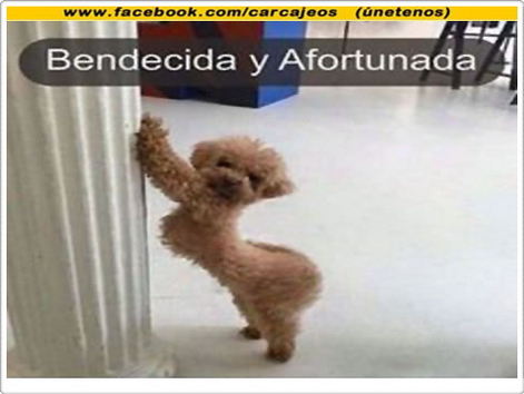 MEMES E INGENIOSAS IMÁGENES JOCOSAS QUE HARÁN REÍR, REFLEXIONAR O ...