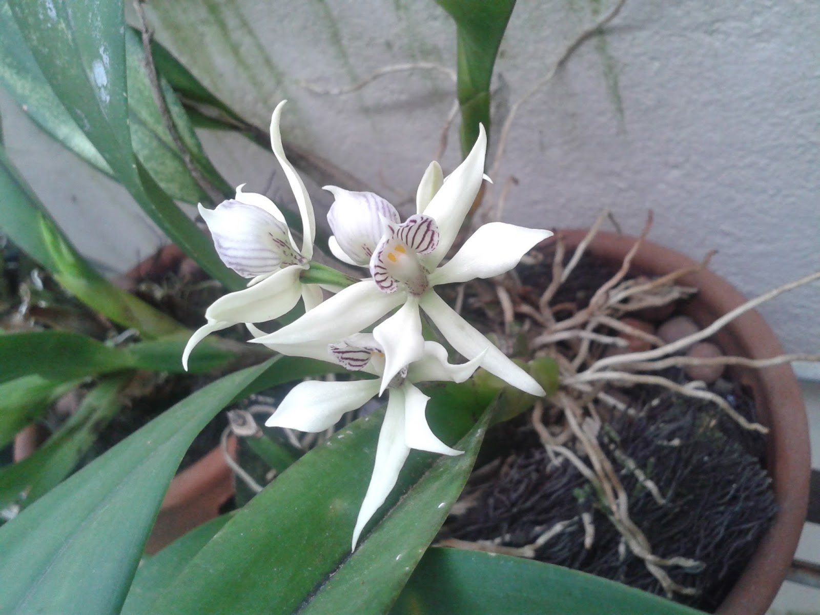 Orquídeas do nosso quintal: Prosthechea fragrans