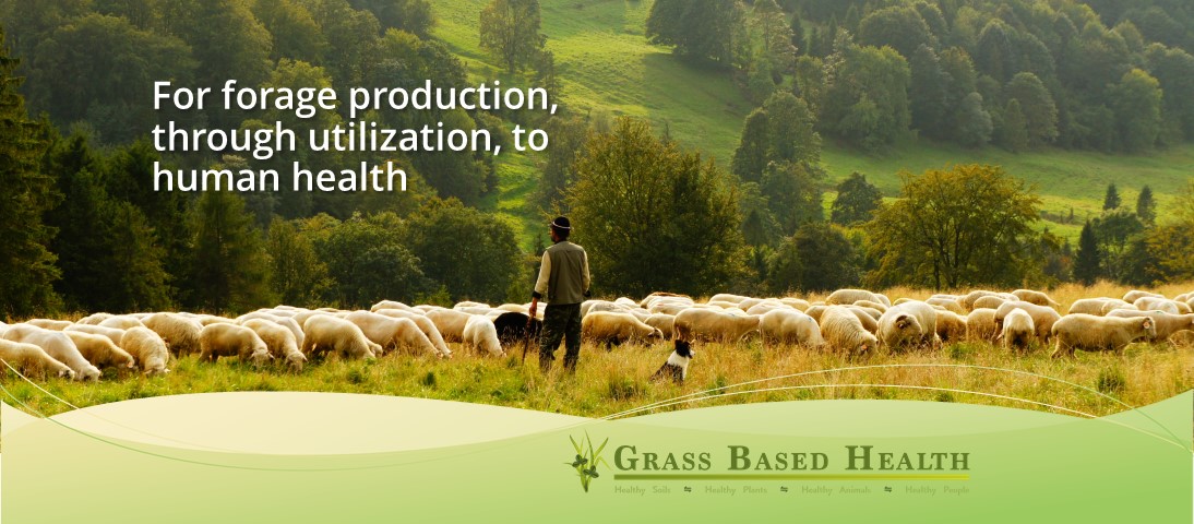 Grass Based Health: Is Grass Fed Beef Really “Rich in Omega 3s?”
