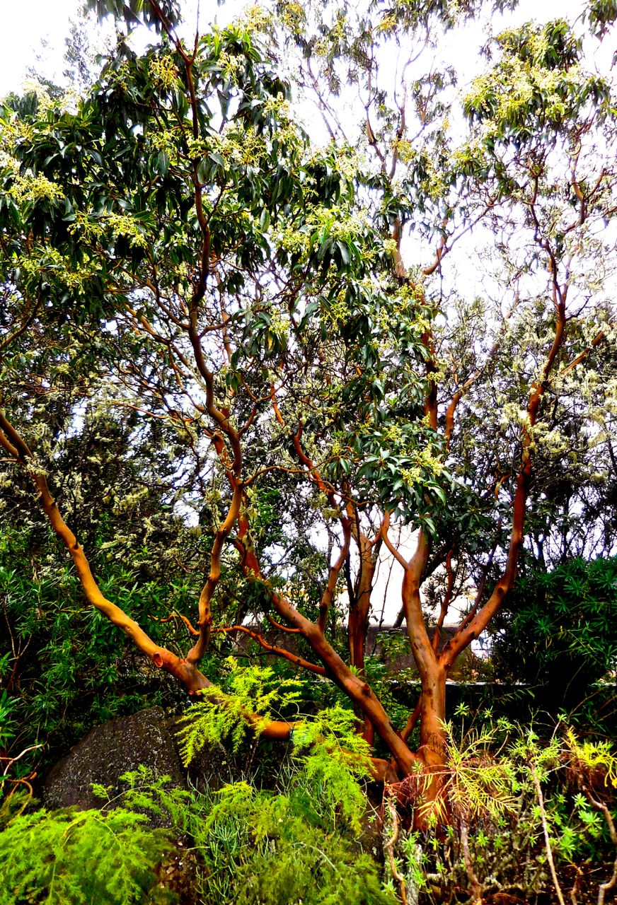 LA GOMERA ISLAND (Canary Islands): Strawberry trees