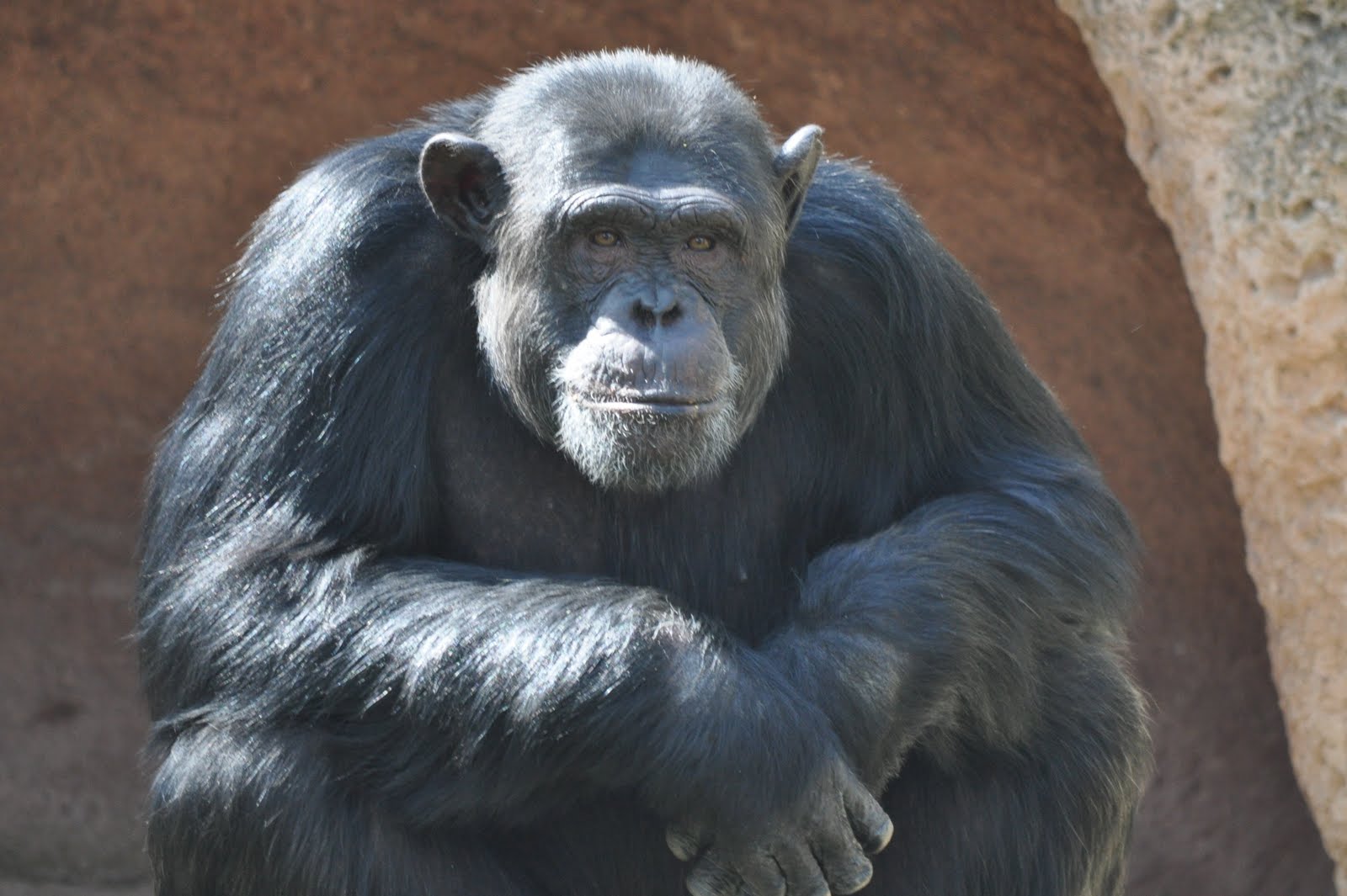 ZOOTOGRAFIANDO (6.100 ANIMALS): CHIMPANCÉ / COMMON CHIMPANZEE (Pan ...
